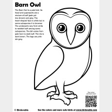 Cute Coloring Pages by Birdorable - Free Downloads