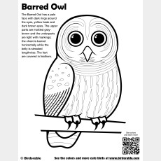 Cute Coloring Pages by Birdorable - Free Downloads