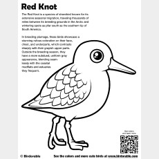 Cute Bird Downloads by Birdorable