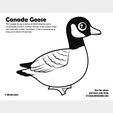 Cute Bird Downloads by Birdorable