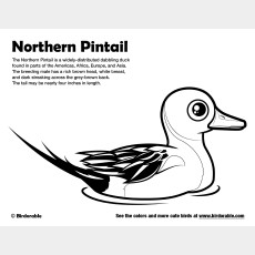 Cute Coloring Pages by Birdorable - Free Downloads