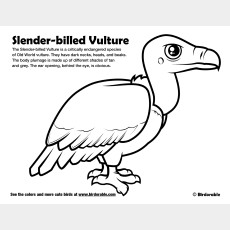 Cute Coloring Pages by Birdorable - Free Downloads