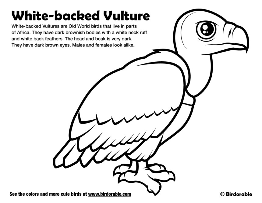 White-backed Vulture Coloring Page by Birdorable