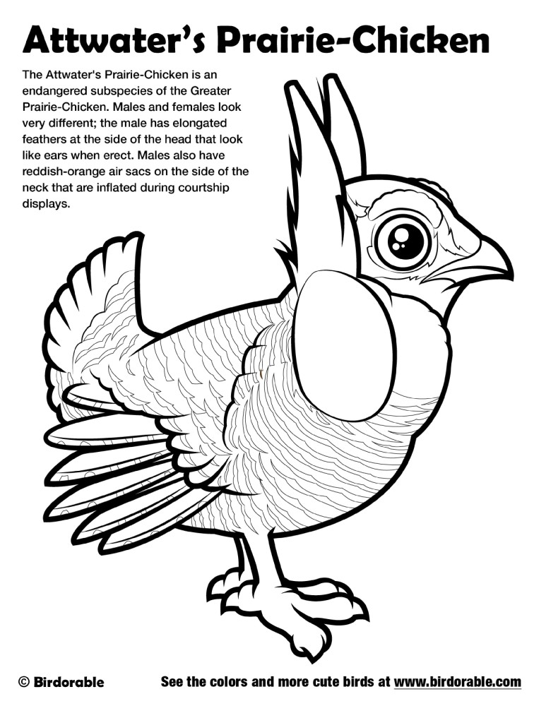 Attwater's Prairie-Chicken Coloring Page by Birdorable