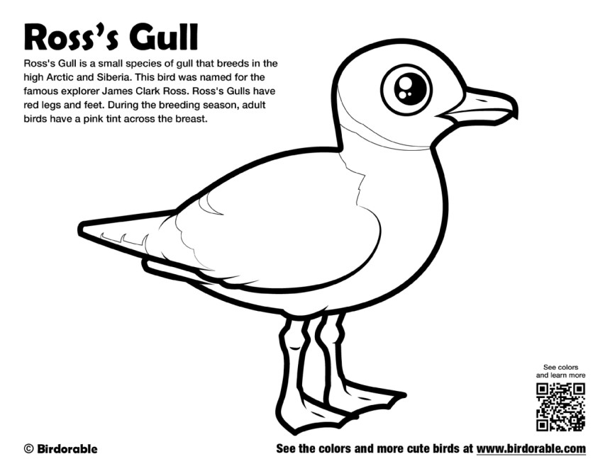Ross's Gull Coloring Page by Birdorable