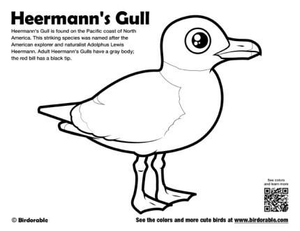 Heermann's Gull Coloring Page by Birdorable