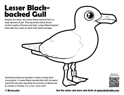 Lesser Black-backed Gull Coloring Page by Birdorable