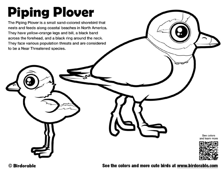 Piping Plover Coloring Page by Birdorable
