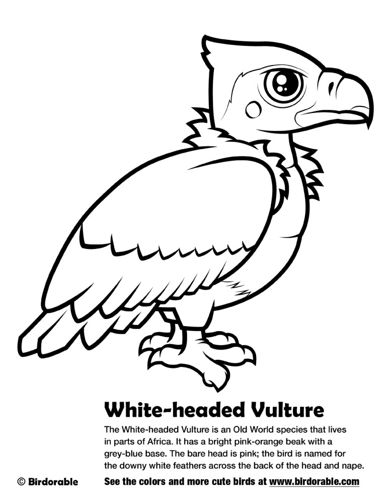 White-headed Vulture Coloring Page by Birdorable