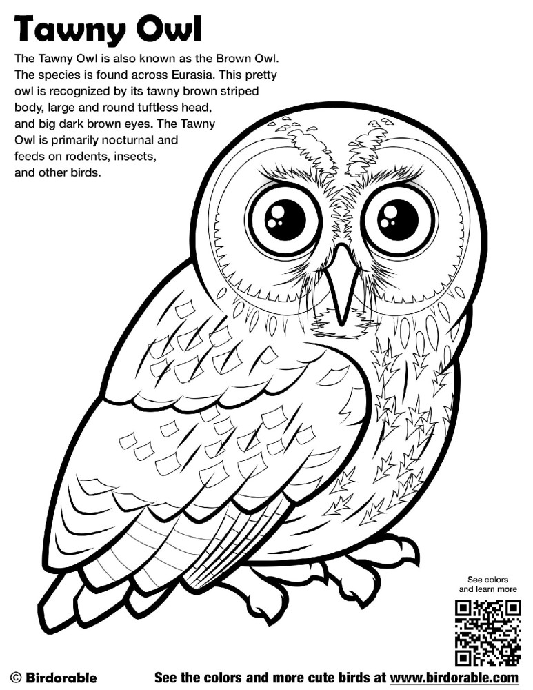 Tawny Owl Coloring Page by Birdorable