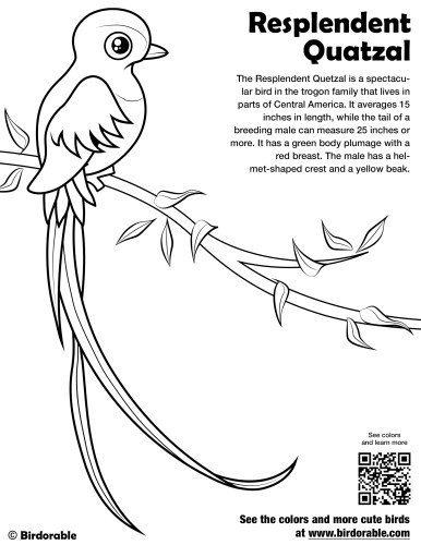 Resplendent Quetzal Coloring Page by Birdorable