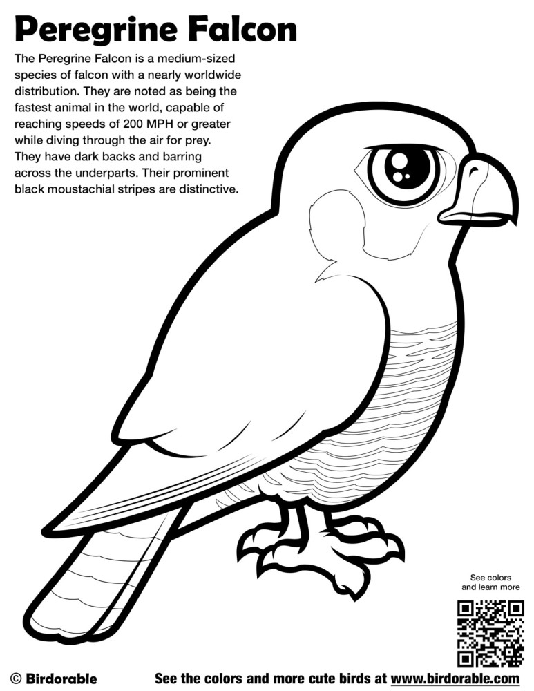Peregrine Falcon Coloring Page by Birdorable