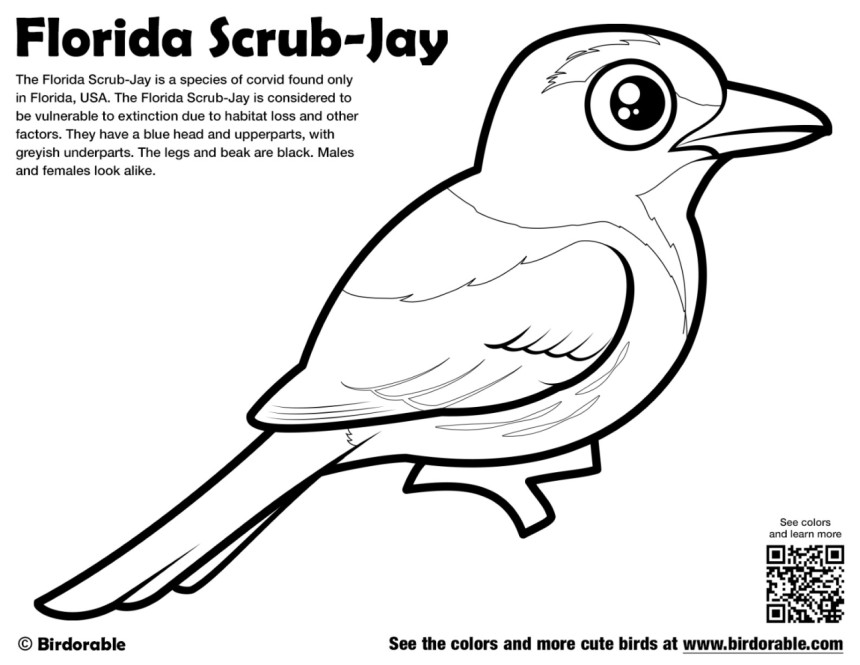 Florida Scrub-Jay Coloring Page by Birdorable