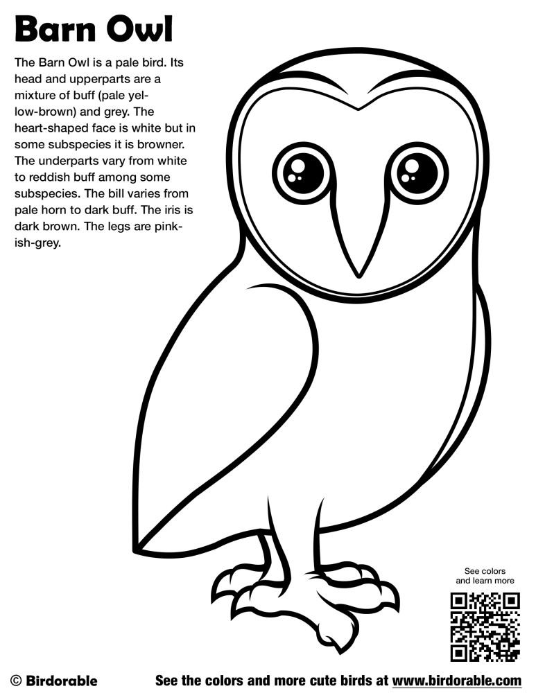 Barn Owl Coloring Page by Birdorable