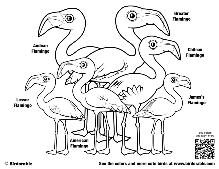 Flamboyance of Flamingos Coloring Page by Birdorable