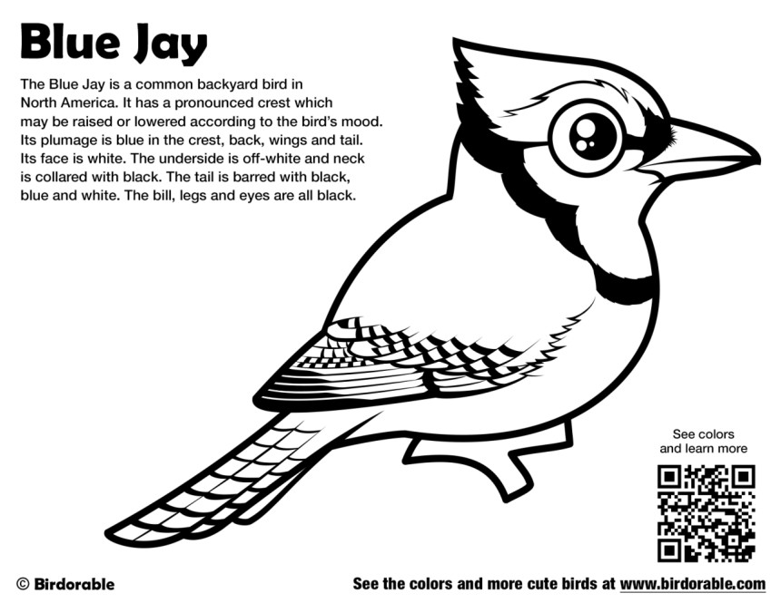 Blue Jay Coloring Page by Birdorable