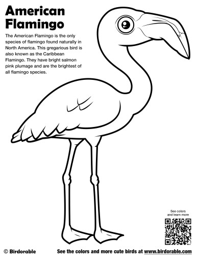 American Flamingo Coloring Page by Birdorable