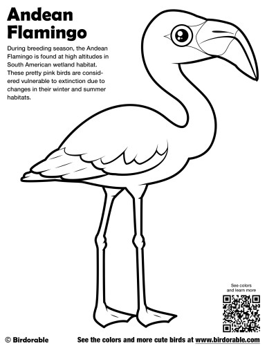 Andean Flamingo Coloring Page by Birdorable