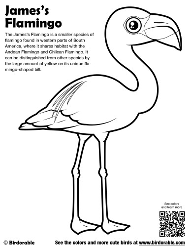 James's Flamingo Coloring Page by Birdorable