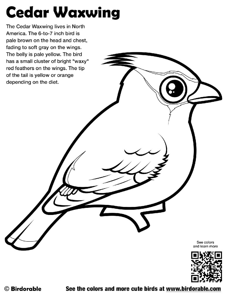 Cedar Waxwing Coloring Page by Birdorable