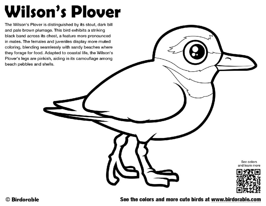 Wilson's Plover Coloring Page by Birdorable