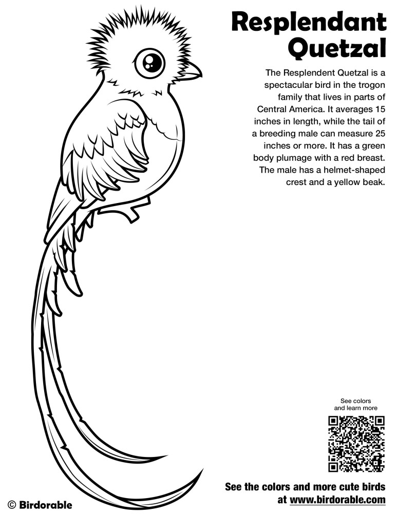 Resplendent Quetzal Coloring Page by Birdorable