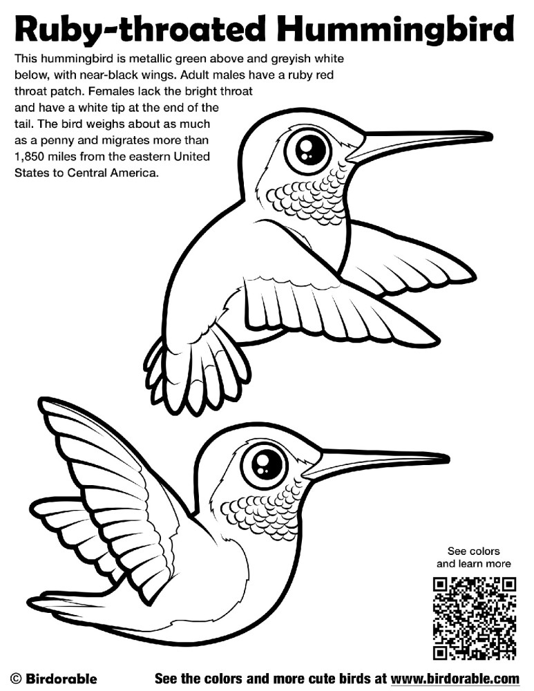 Ruby-throated Hummingbird Coloring Page by Birdorable