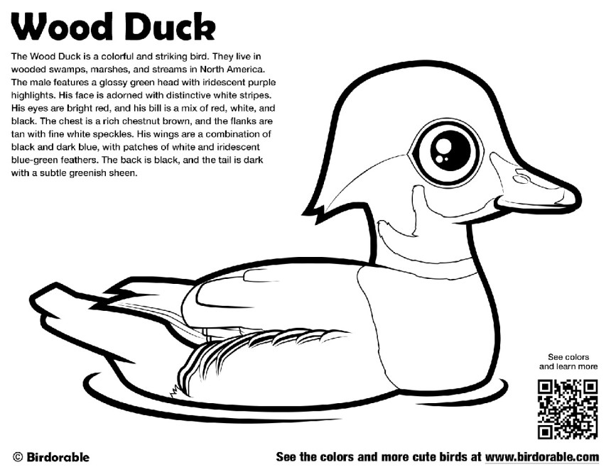 Wood Duck Coloring Page by Birdorable