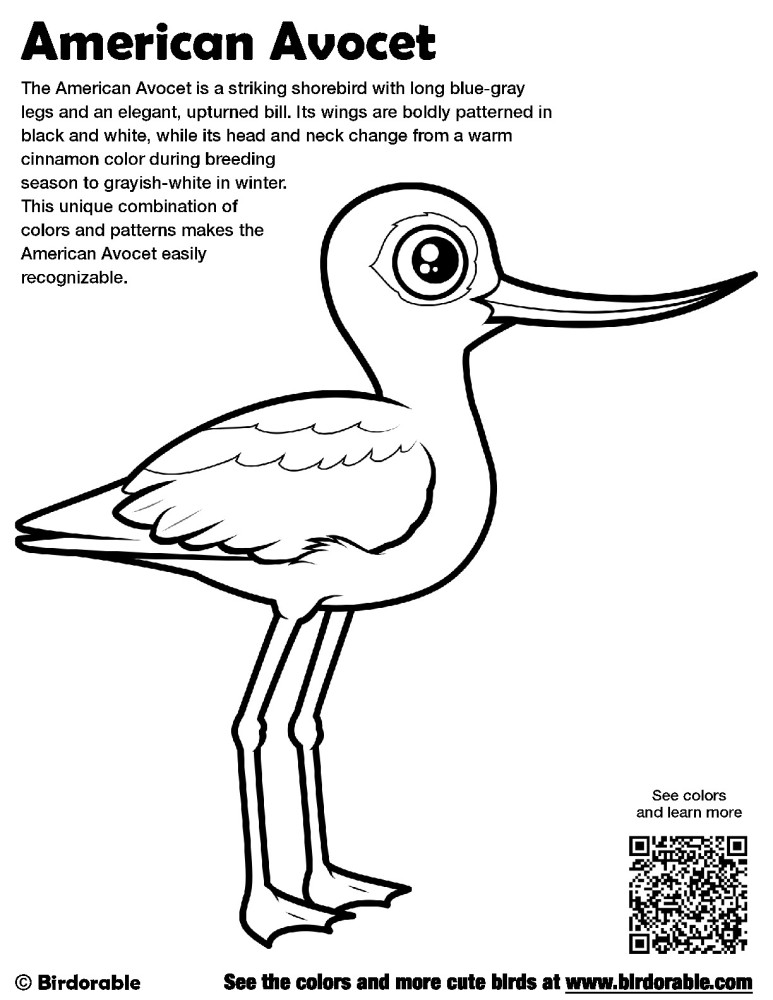 American Avocet Coloring Page by Birdorable