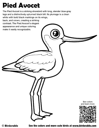 Pied Avocet Coloring Page by Birdorable