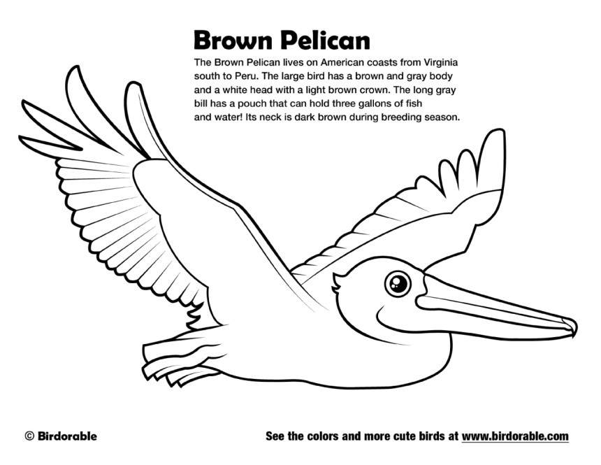 Brown Pelican Coloring Page by Birdorable