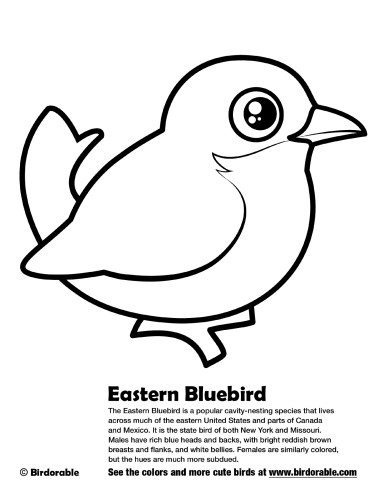 Eastern Bluebird Coloring Page by Birdorable