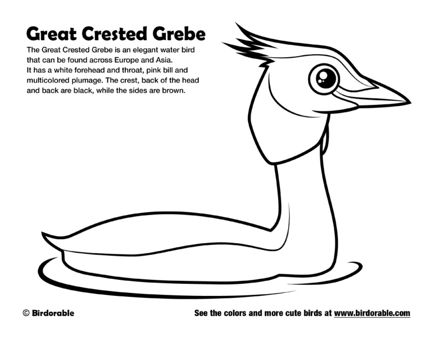 Great Crested Grebe Coloring Page by Birdorable