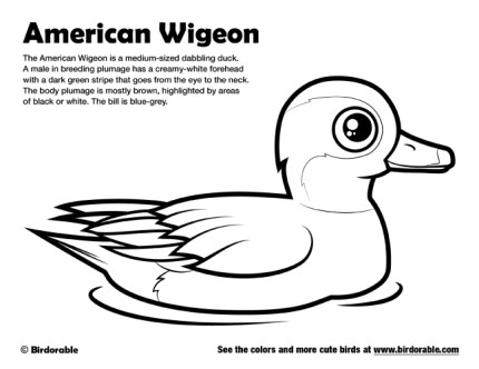 American Wigeon Coloring Page by Birdorable