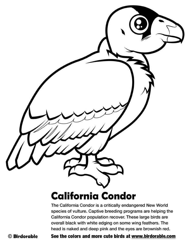 California Condor Coloring Page by Birdorable