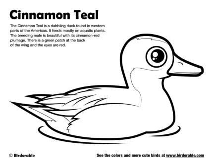 Cinnamon Teal Coloring Page by Birdorable