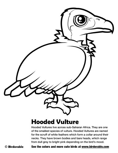 Hooded Vulture Coloring Page by Birdorable