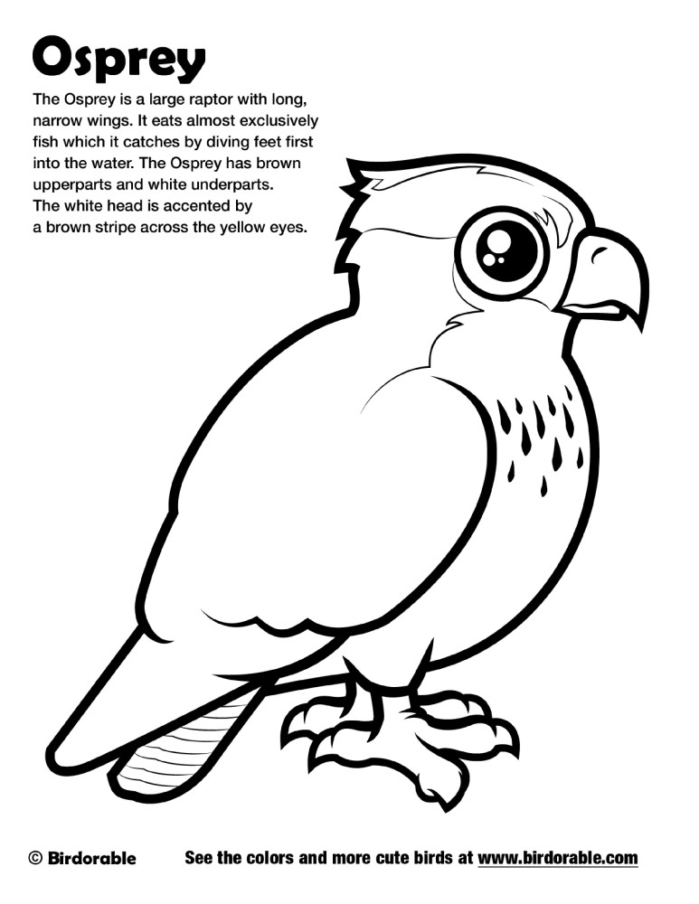 Osprey Coloring Page by Birdorable