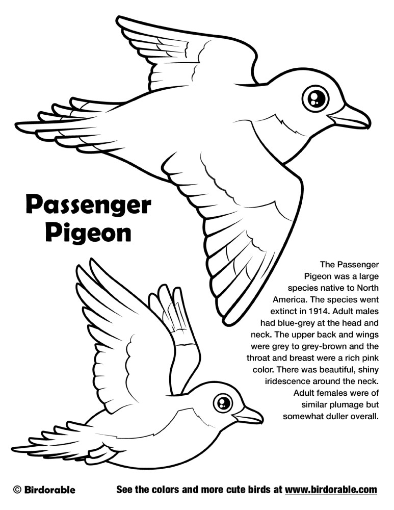 Passenger Pigeon Coloring Page by Birdorable
