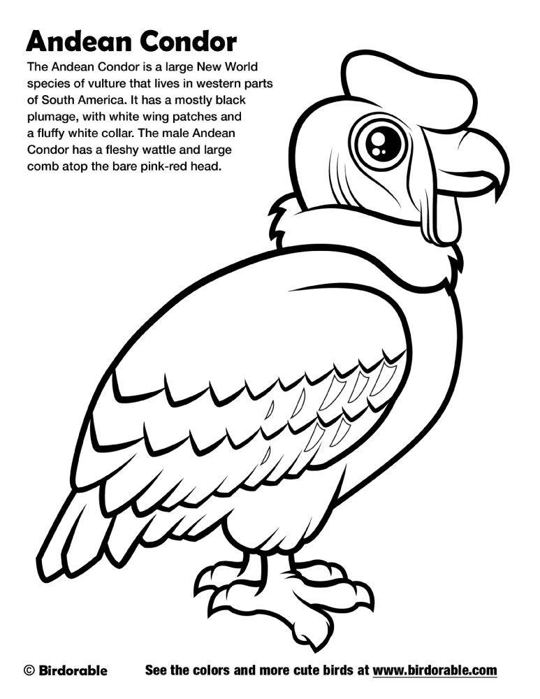 Andean Condor Coloring Page by Birdorable