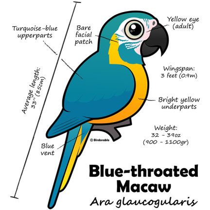 Birdorable Educational Product Designs for Children
