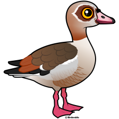 Shop Cute Cartoon Egyptian Goose Gifts from Birdorable