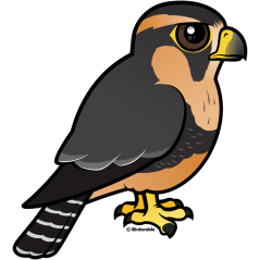 Cute Birdorable Falco femoralis pichinchae Shirts Gifts