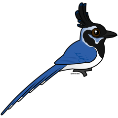 Cute Black-throated Magpie-Jay Swag from Birdorable