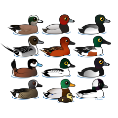 12 Ducks