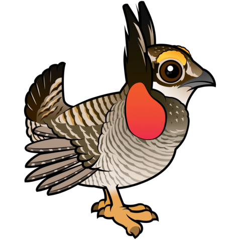Lesser Prairie-Chicken