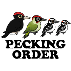 Funny Pecking Order Four Species of Woodpecker Cartoon Gifts