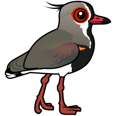 Shop Cute Southern Lapwing T-Shirts & Gifts from Birdorable