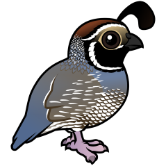 Find California Quail Gifts for Bird Lovers from Birdorable
