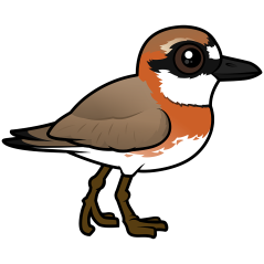 Birdorable Siberian Sand-Plover T-Shirts & Gifts for Birders